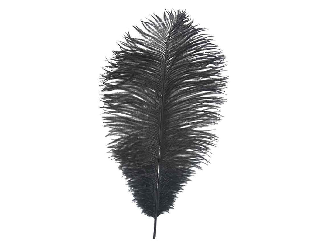 Ostrich Long Drab Feathers Ostrich Africa